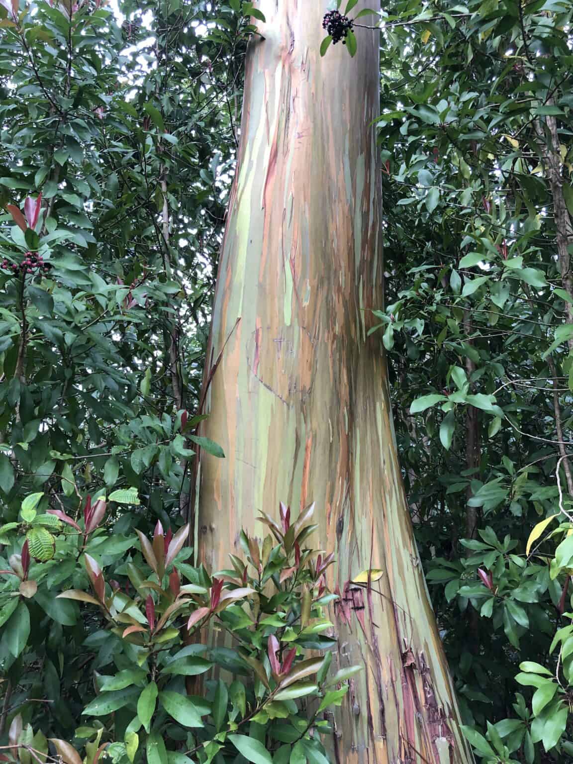 Road to Hana Itinerary for First-Time Visitors (Stress-Free & Realistic)