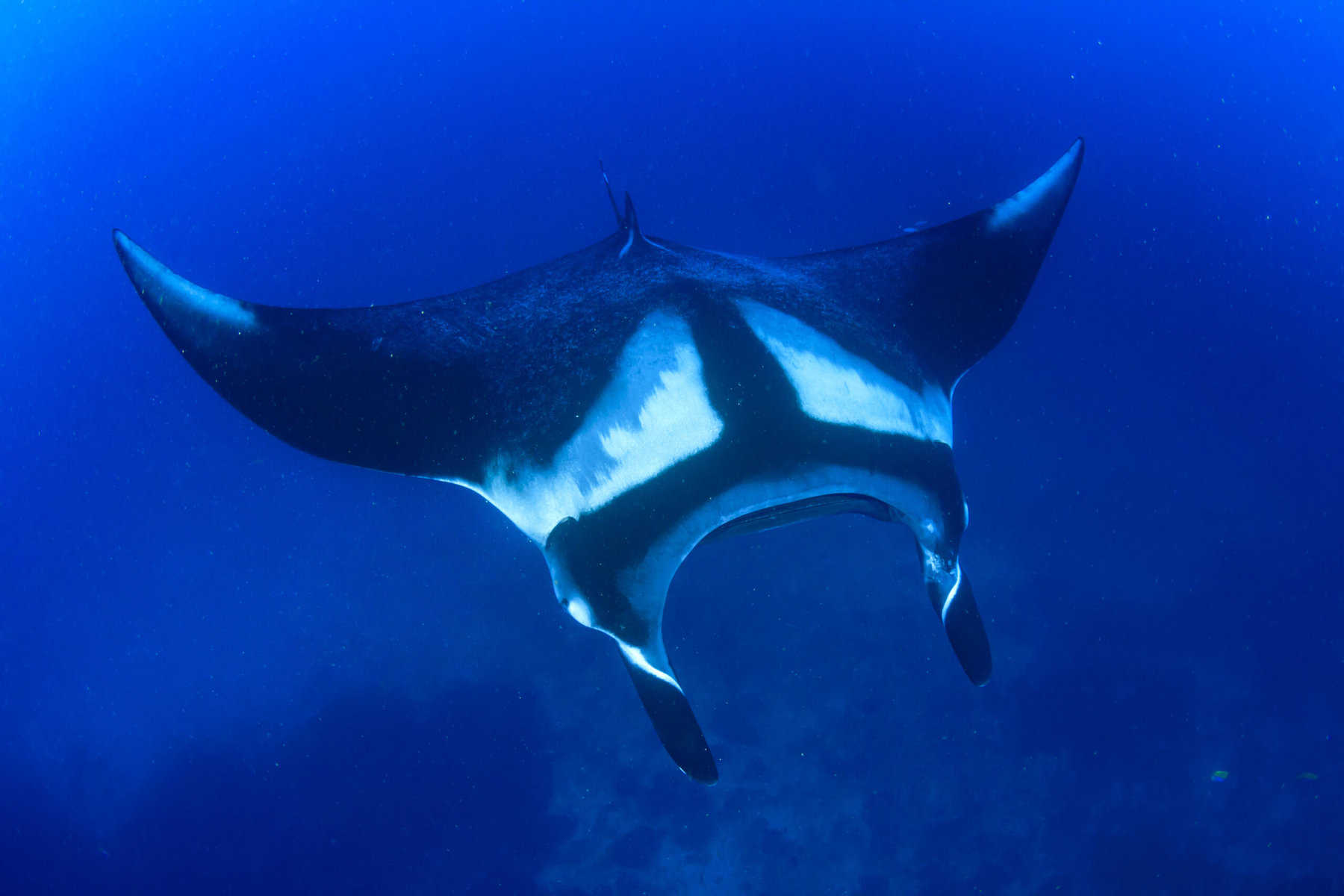Manta Ray Night Snorkel Kona: An Unforgettable Adventure